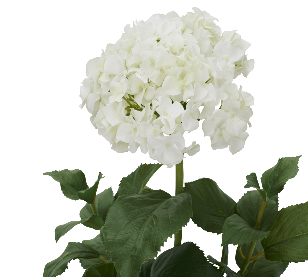 Potted Hydrangea, Small, White – Neptune