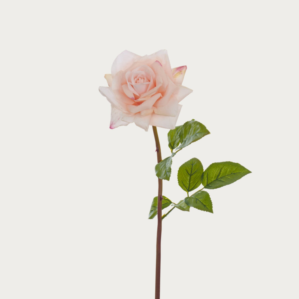 Rose Stem, Pink – Neptune