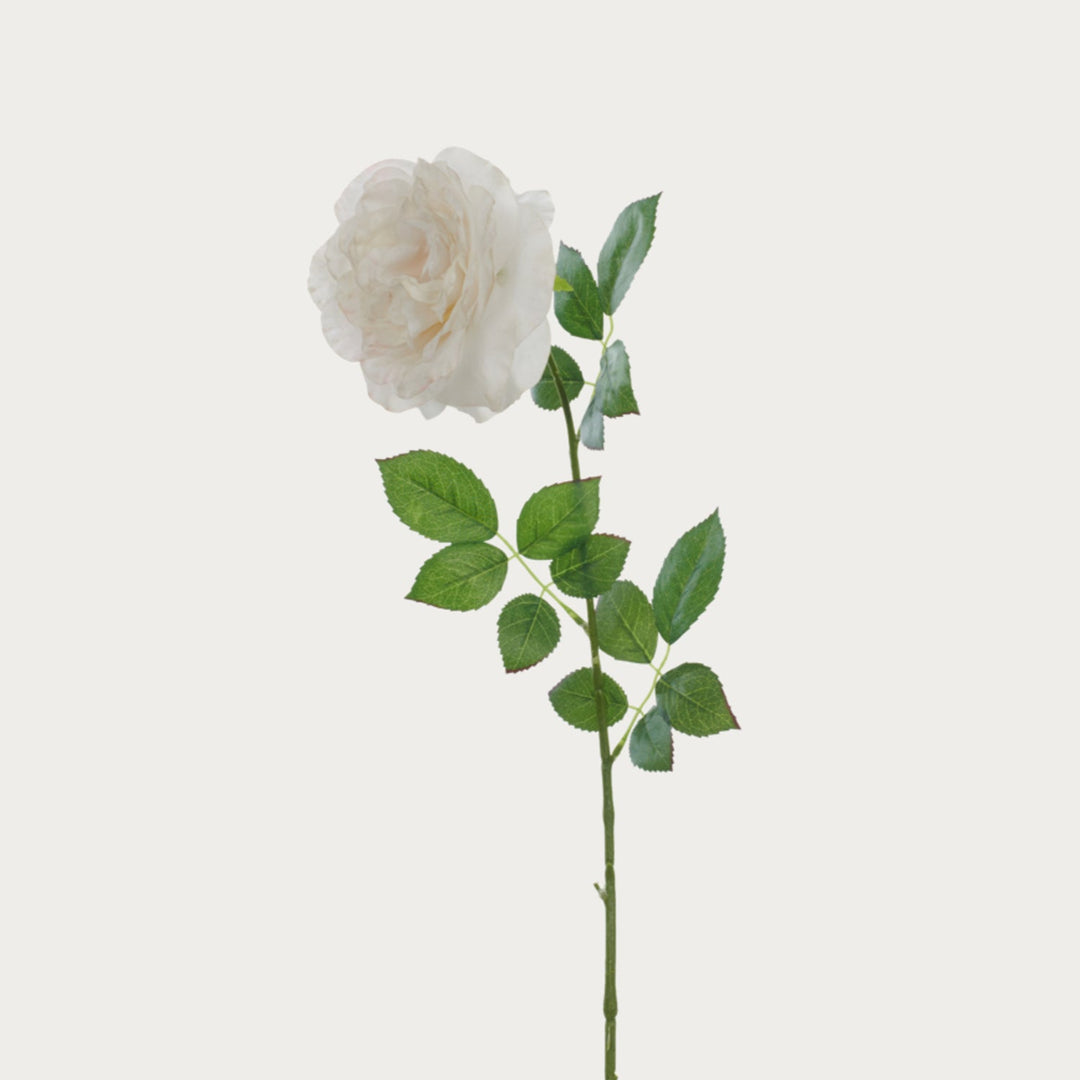 Rose Stem, White – Neptune