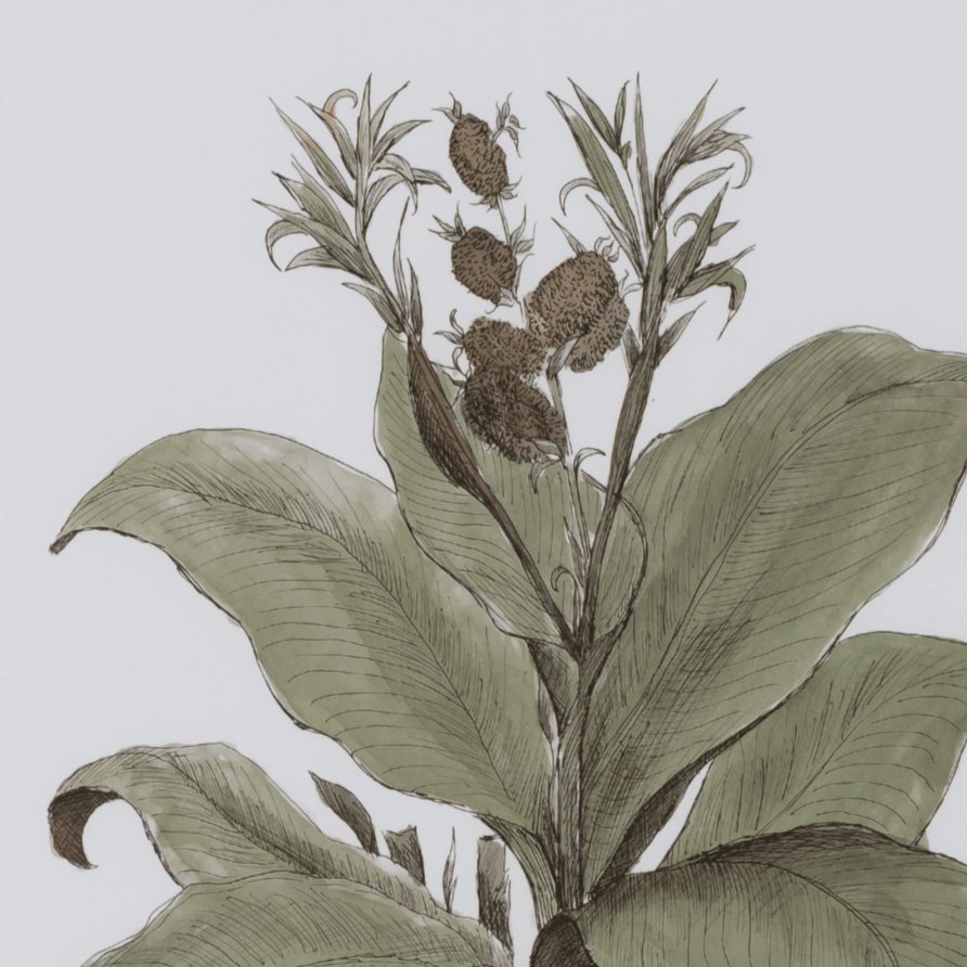 Clipsham Botanical Art, Canna Indica Rubra – Neptune