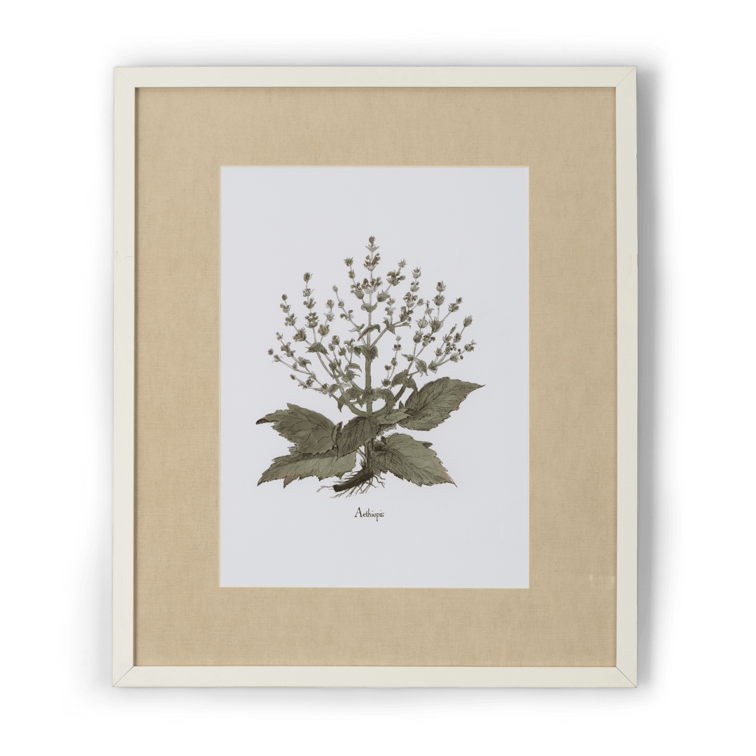 Clipsham Botanical Art, Aethiopis – Neptune