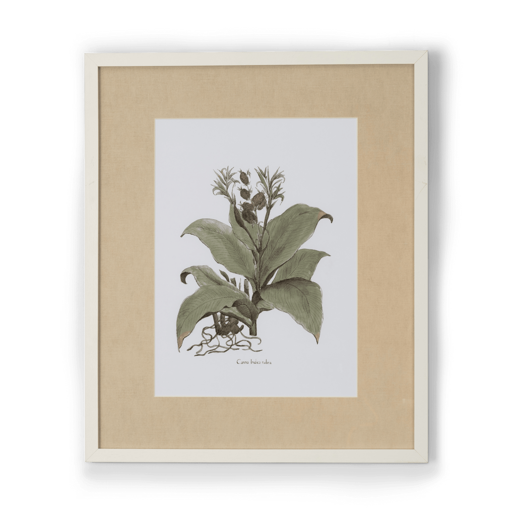 Clipsham Botanical Art, Canna Indica Rubra – Neptune