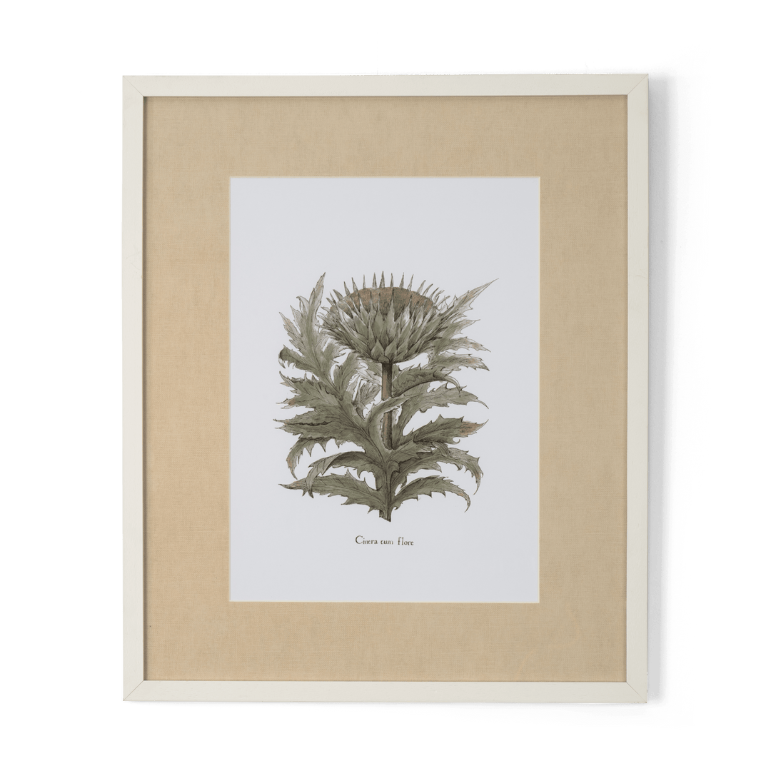 Clipsham Botanical Art, Cinera Cum Flore – Neptune