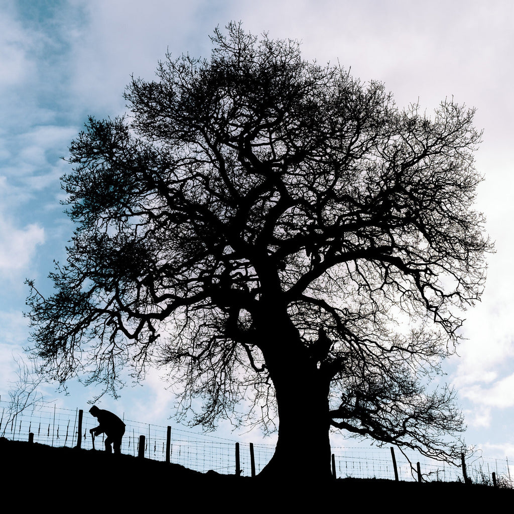 Stump up For Trees Donation – Neptune