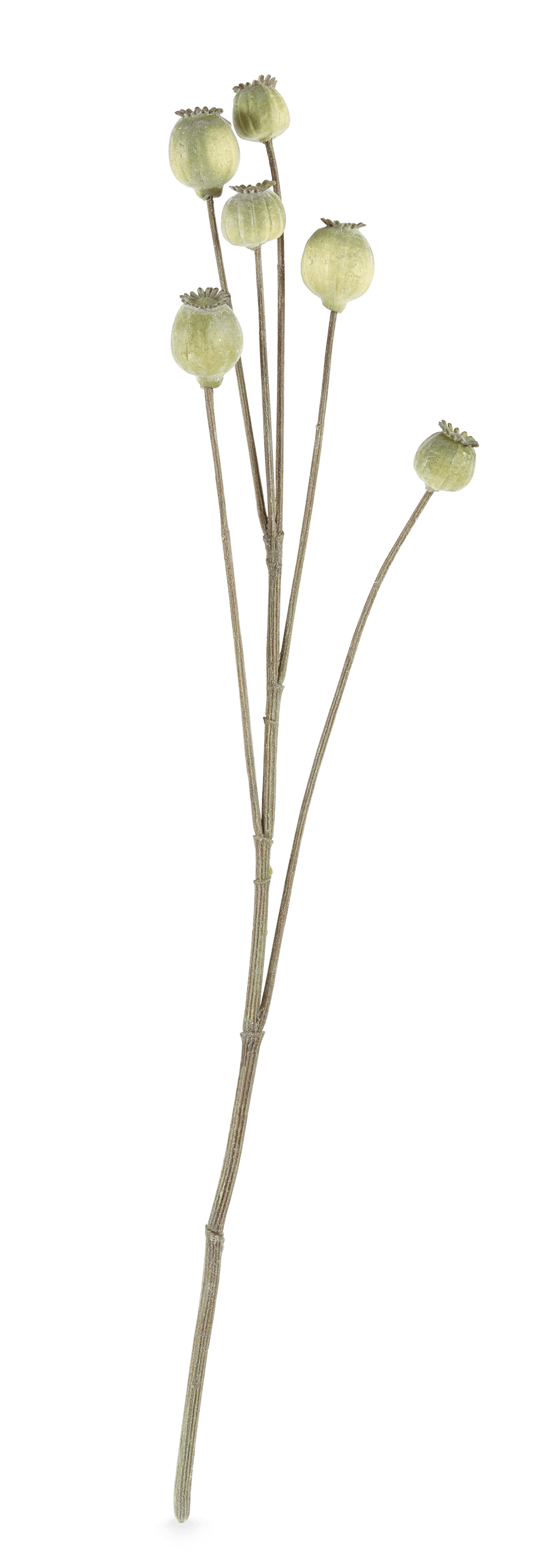 Poppy Bud Stem – Neptune