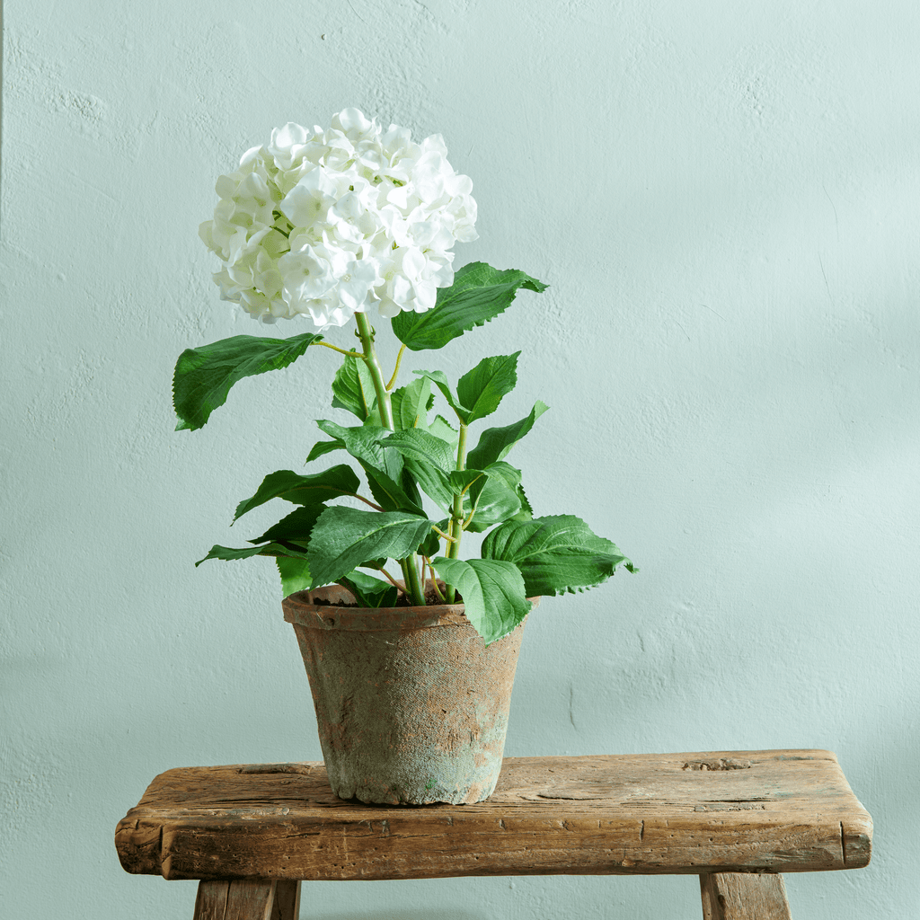 Potted Hydrangea, Small, White – Neptune