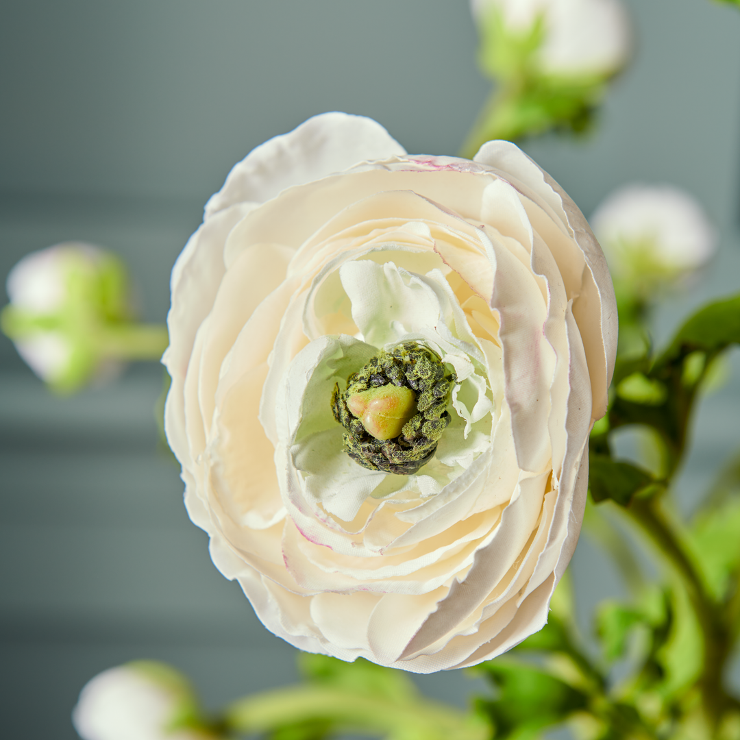 Ranunculus Bundle, White – Neptune