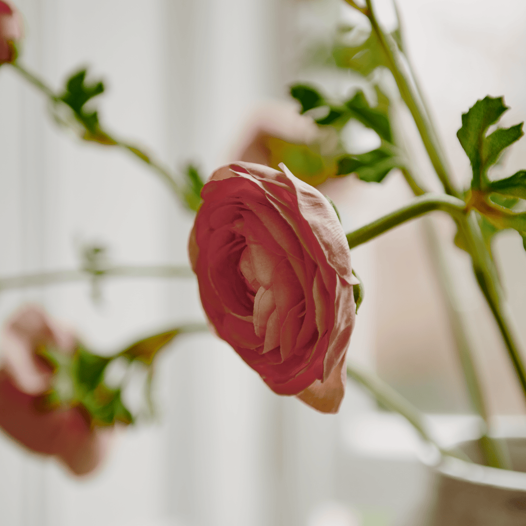 Ranunculus, Warm Pink – Neptune